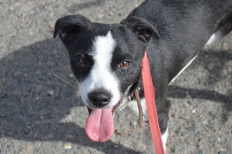 PERROS EN ADOPCIÓN EN LA PERRERA DE PUERTO RICO – Protectora de ...